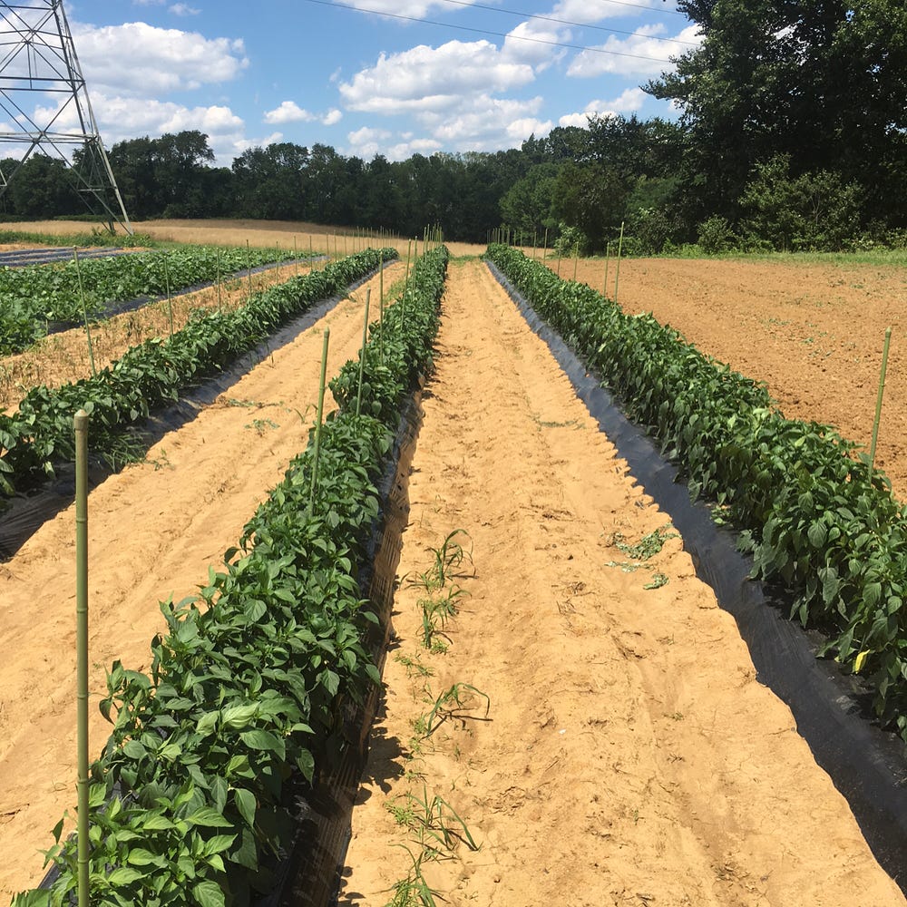 From sunrise to sunset- one Jersey farmer puts in the time to see his ...