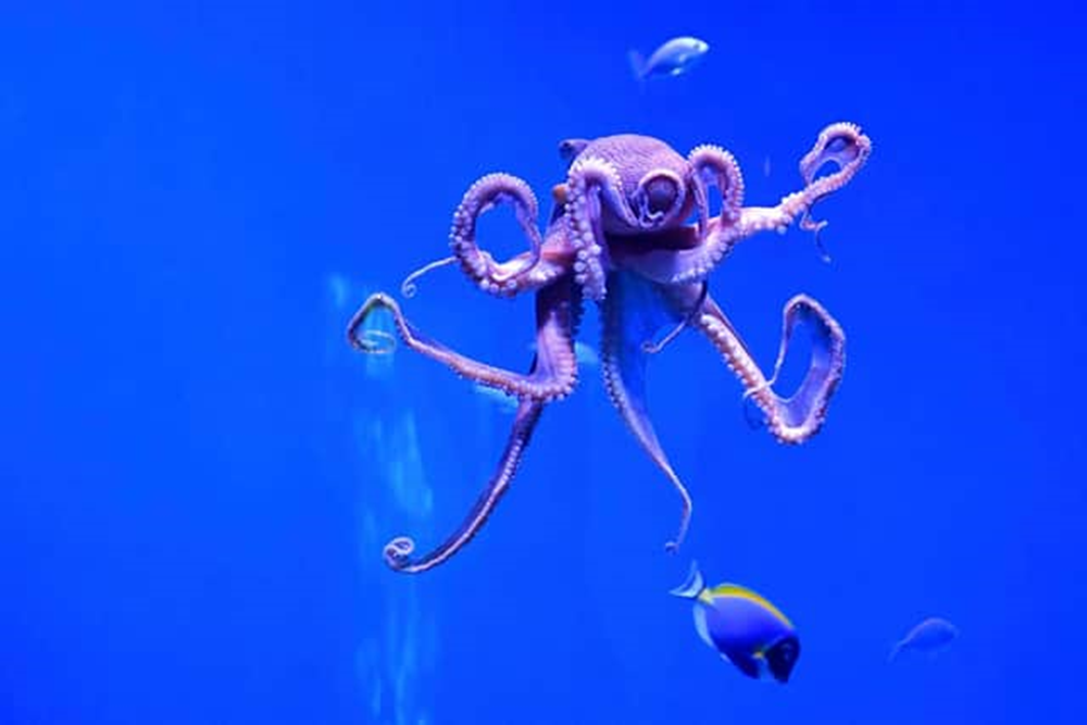 As Netflix documentary My Octopus Teacher showed, these marvellous ...