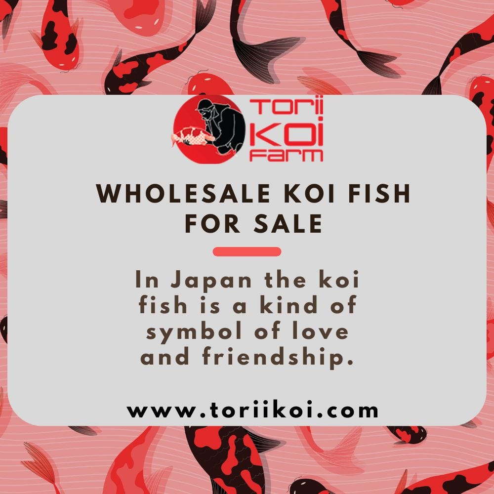 Wholesale Koi Fish for Sale: Tips for Finding the Best Deal | by Torii ...