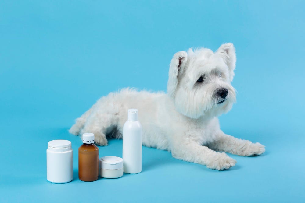 Loratadine for Dogs: Its Application and Benefits | by Daulton Dougan | Medium