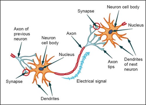 Brain Dendrites