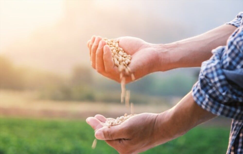 Tips for Buying the Right Seeds for Your Garden | by AMMC | Medium