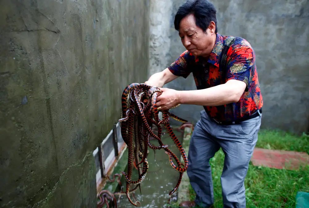 Unveiling the Fascinating Realm of Zisiqiao : China’s Snake Village ...