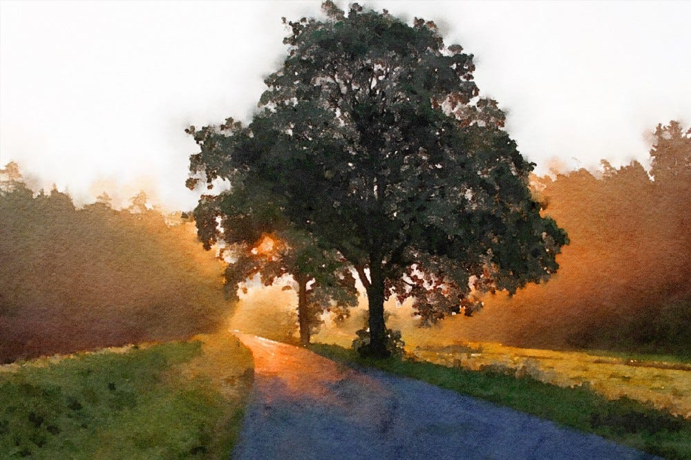 How a Writer is Like a Tree: A Metaphor for Creativity | by NurAlom ...