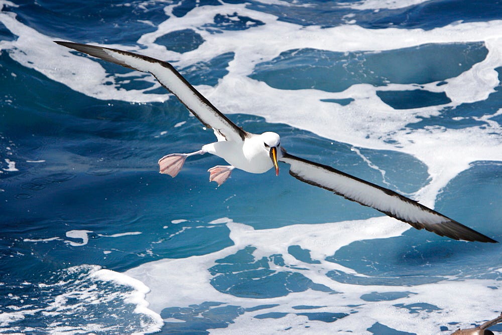Albatroz-de-nariz-amarelo.. Os albatrozes (Diomedeidae) são aves… | by ...