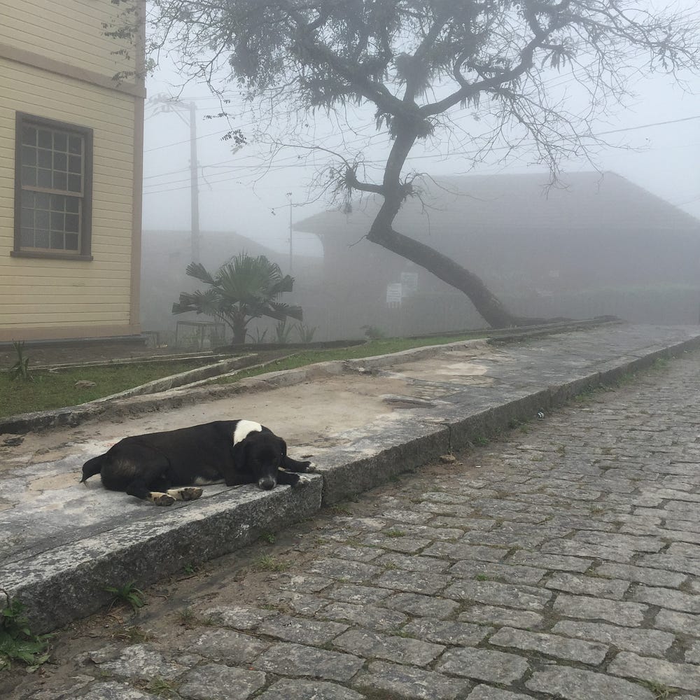 Animals I’ve Seen in Brazil. Saw a lot of stray dogs in… | by Han Na ...