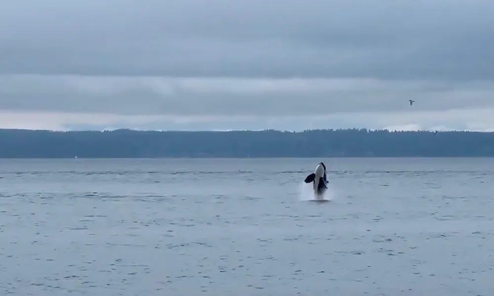 My Orca Neighbors Are Smarter than Me | by Diane Wilder | Age of ...