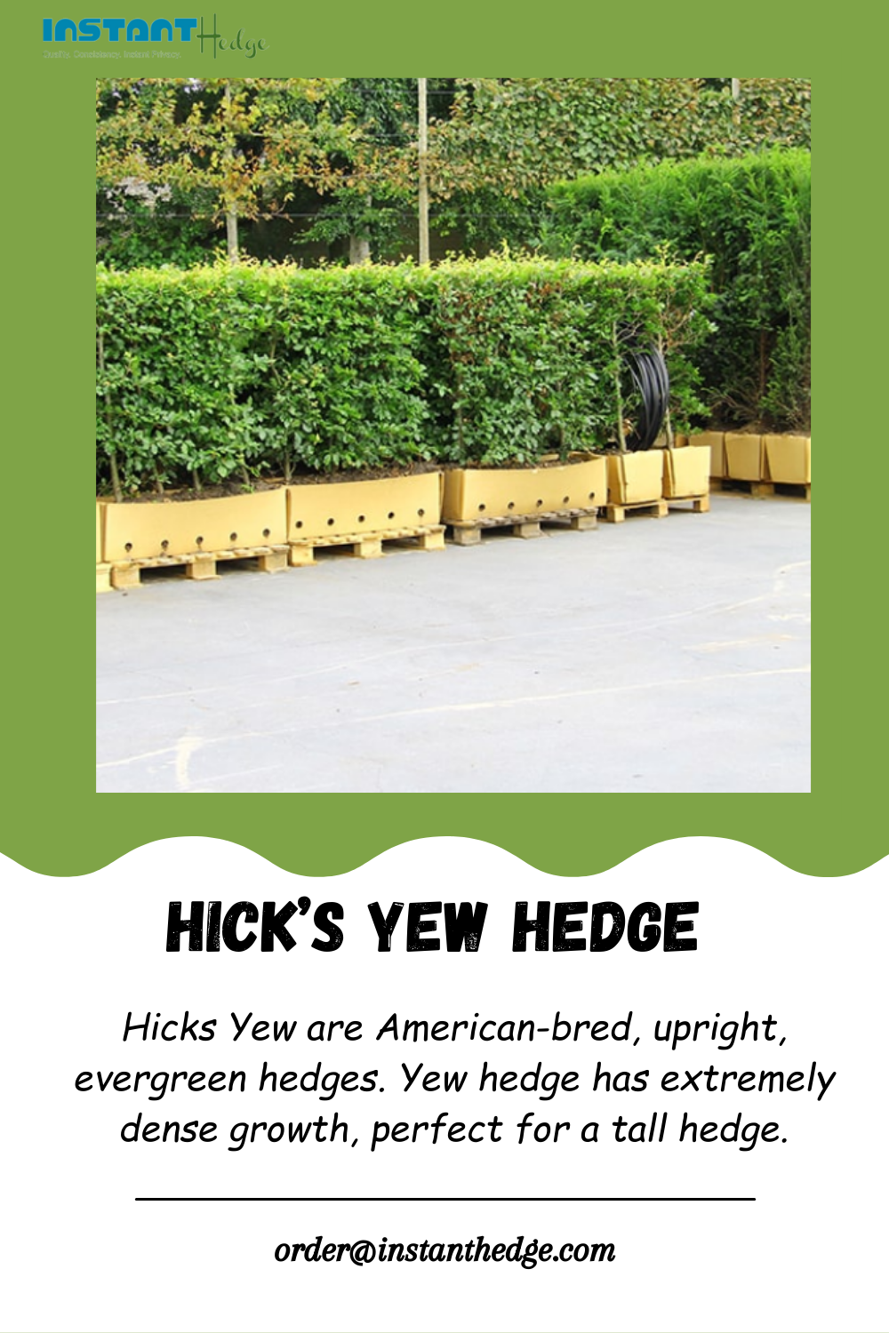 Yew Hedge Spacing