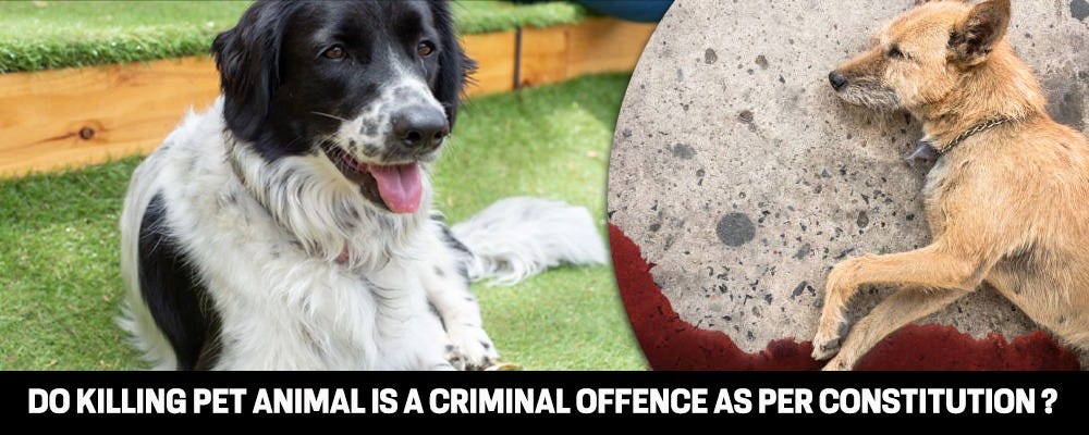 Is Killing A Pet Animal A Criminal Offense As Per Constitution? | by ...