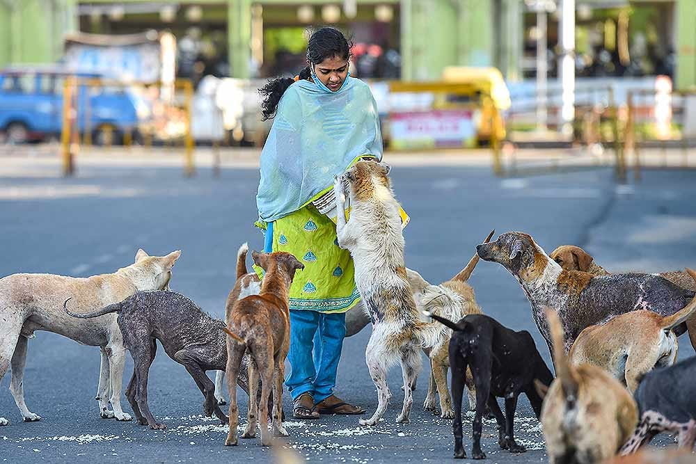 Adopt, Don’t Shop: The Life-Saving Benefits of Rescuing a Stray Dog ...