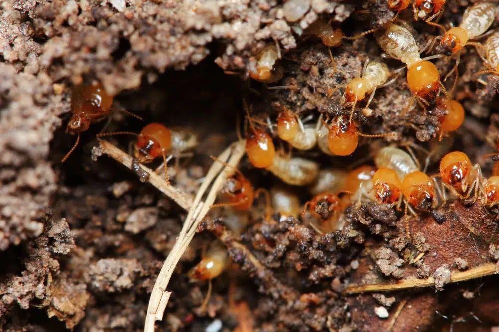 Shielding Your Property: The Essential Guide to Termite Inspection on ...