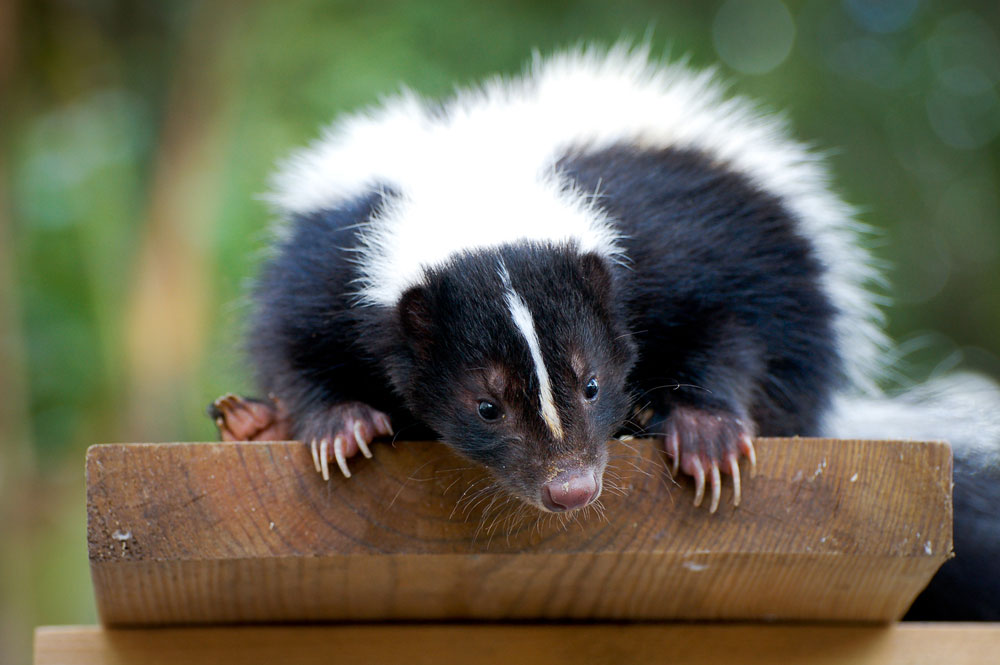 A Guide to Choosing the Right Animal Control Company | by Swat Wildlife ...