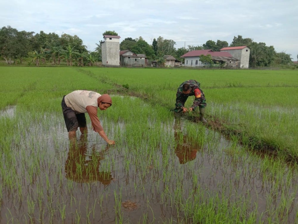 Penanaman Padi Organik agar Padi jadi Lebih Sehat | by Ikhsan satria ...