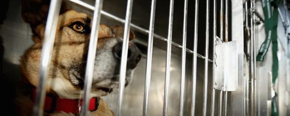 Do Killing A Pet Animal Is A Criminal Offence? | by Leadindia1 | Medium