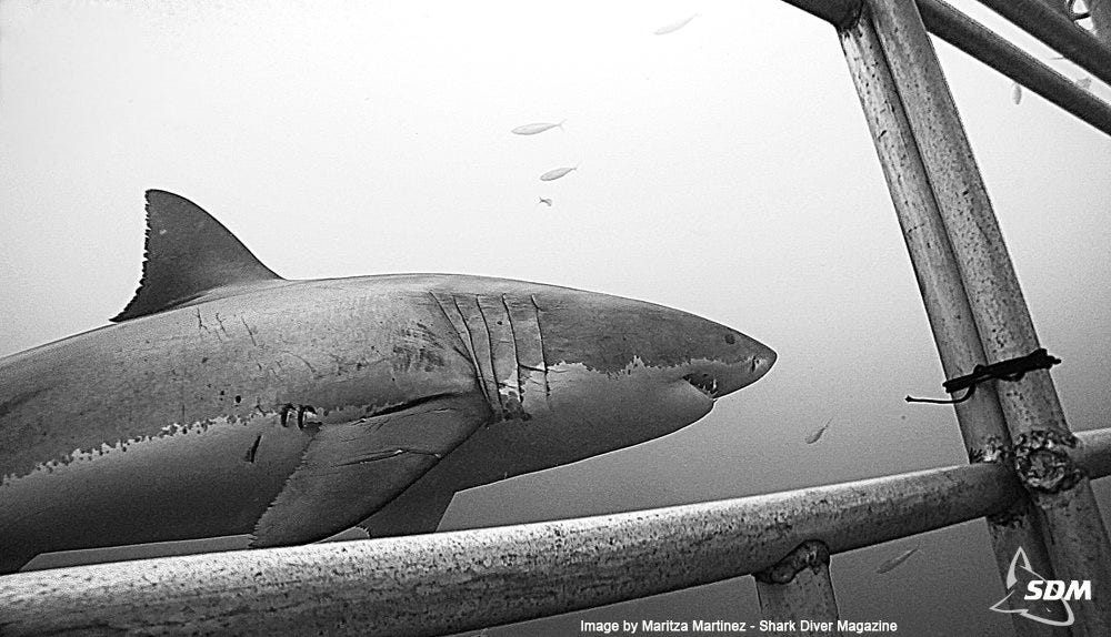 Shark Diver Magazine
