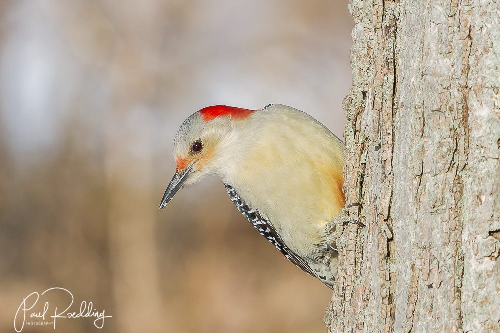 3 Simple Ways To Achieve Sharper Images | by Paul Roedding Photography ...