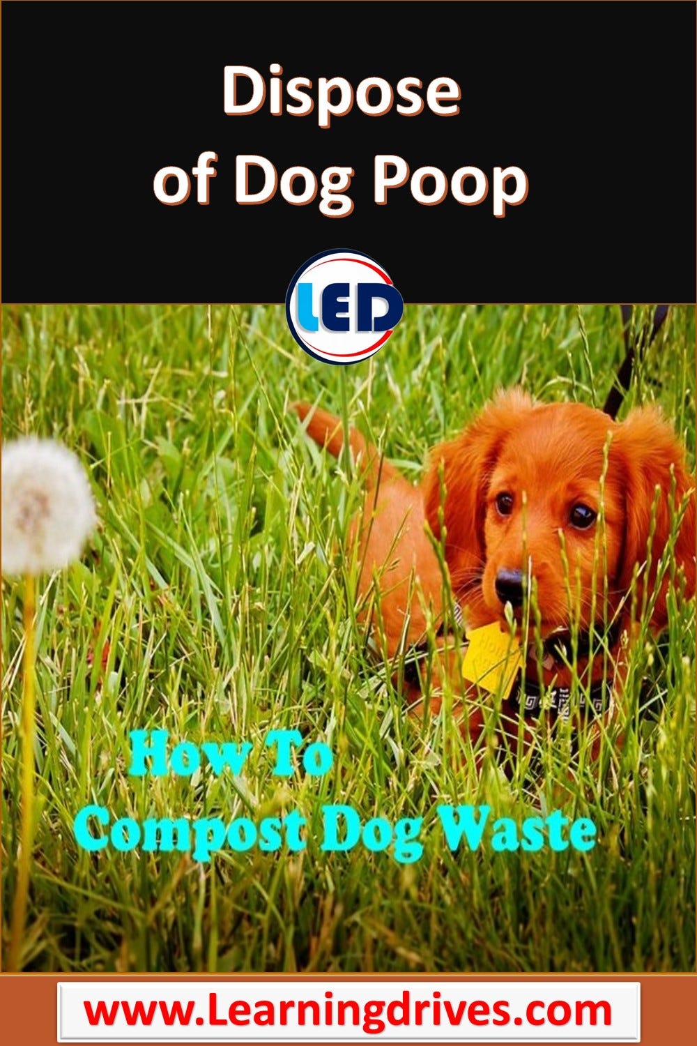 Picking up your dog’s poop isn’t amusing, but cleansing up after your ...