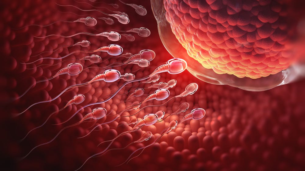 How does embryo transfer work in IVF? | by Australian concept ...