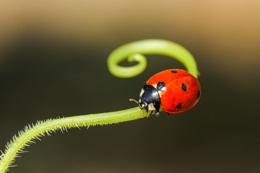 4 Ways Climate-Smart Pest Management Contributes to Sustainable ...