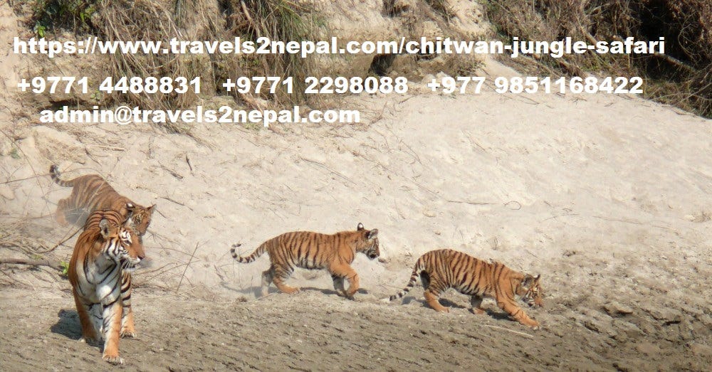 A Discovery of Nepal Jungle Safari is unbelievably interesting | by ...