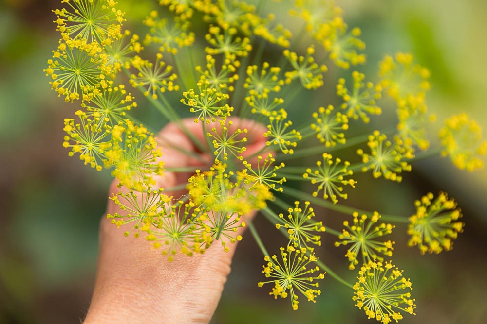 Understanding the Length of Your Battle with Ragweed Allergies | by ...