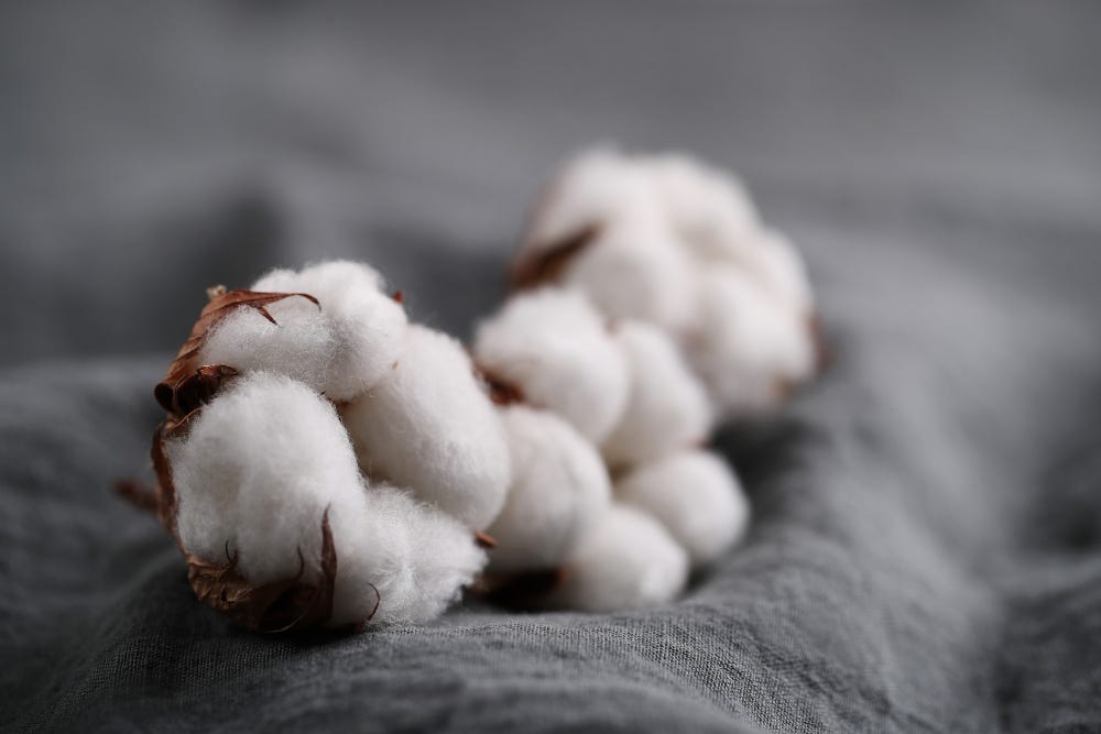 CBOT Cotton Price Projections: Harness AI-Powered Insights with ...