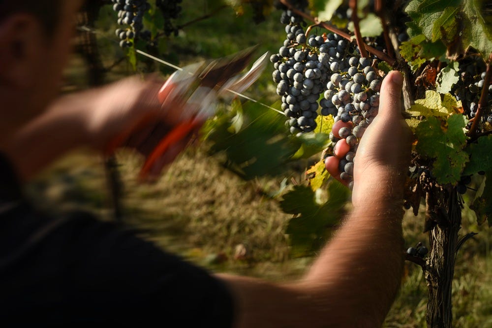 Behind the Bottle: The Art, Drama, and Passion of Winemaking | by Alvin ...