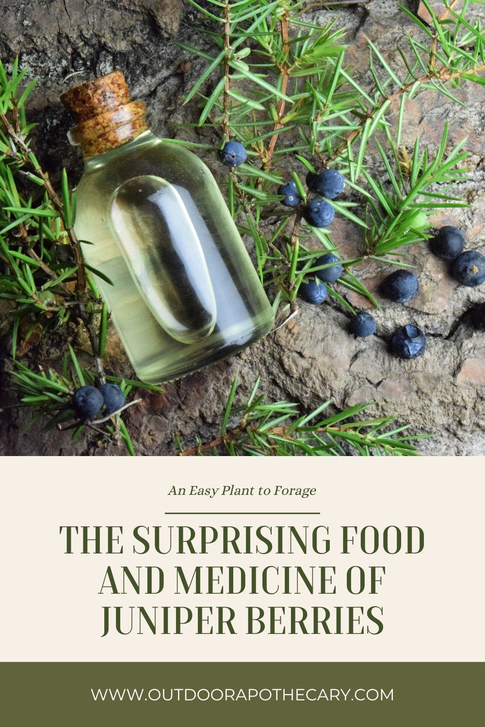 The Food And Medicine Of The Juniper Tree: An Easy Plant To Forage | by ...
