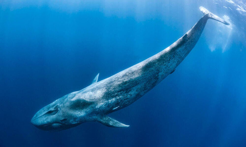 The World’s Largest Animal. The blue whale is regarded to be the… | by ...