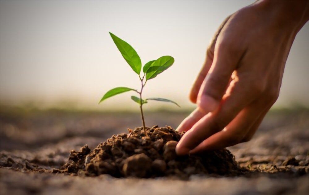 How to make a tree planting. To plant trees in space, first of all ...