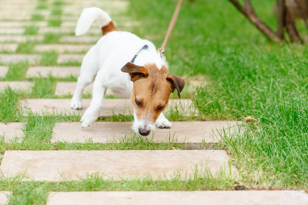 The Sniff Walk — Should You?. There’s a lot of talk in the dog world ...