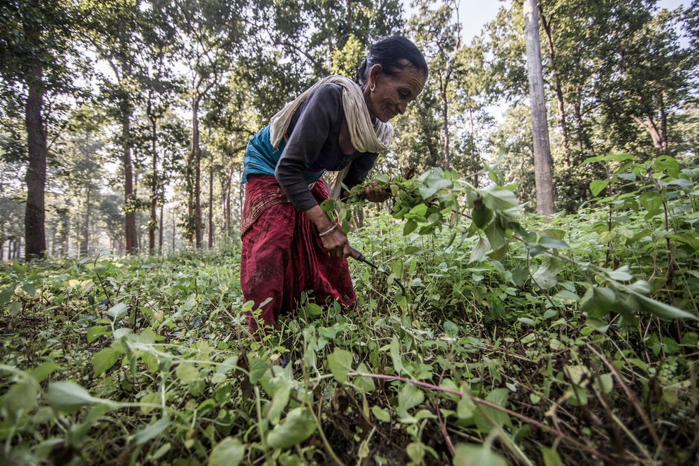 Forests with value for people, and the planet: the way forward for FSC ...