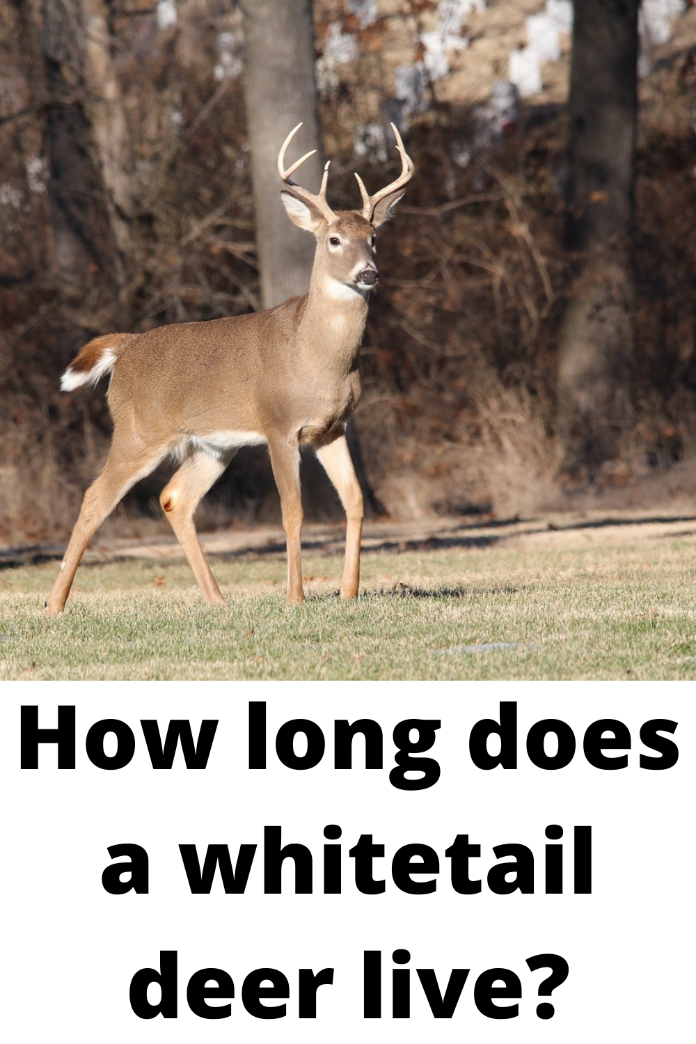 How long does a whitetail deer live? - Usman 581 - Medium