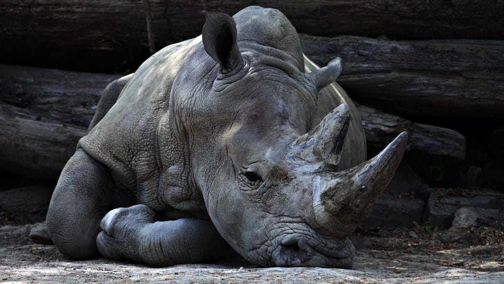Delusional horny. Poem - a myth that makes rhinos have to… | by A ...