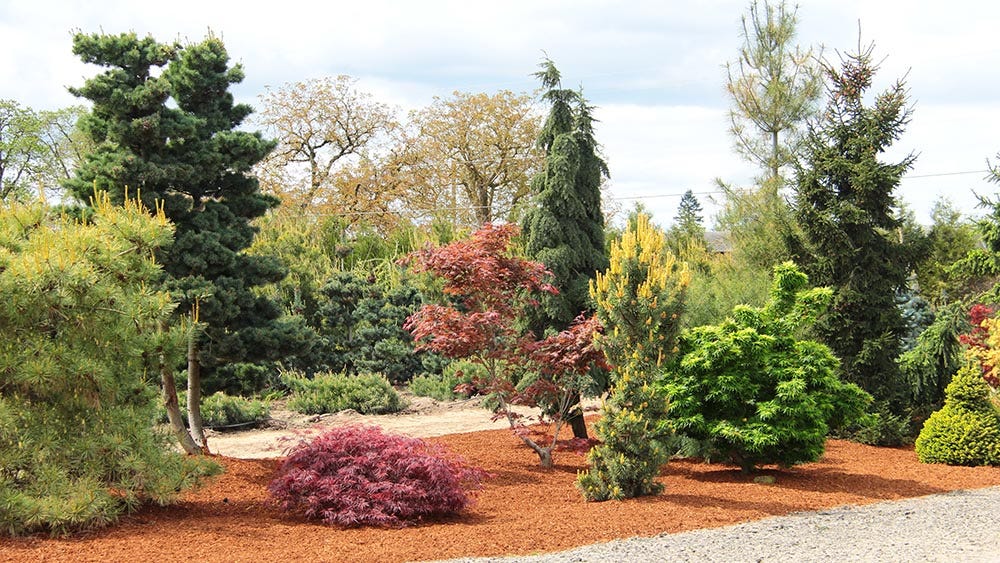 A Comprehensive Guide on Dwarf Maple Care | by Conifer Kingdom | Medium