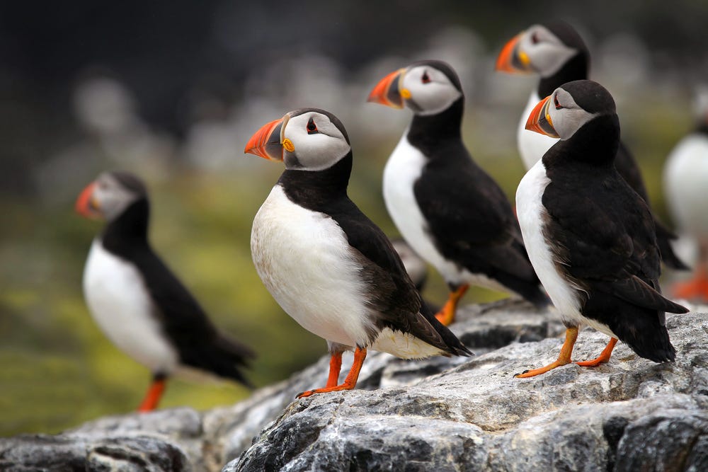 Why Icelanders Toss Baby Puffin Birds Off a Cliff Every Year | by ...
