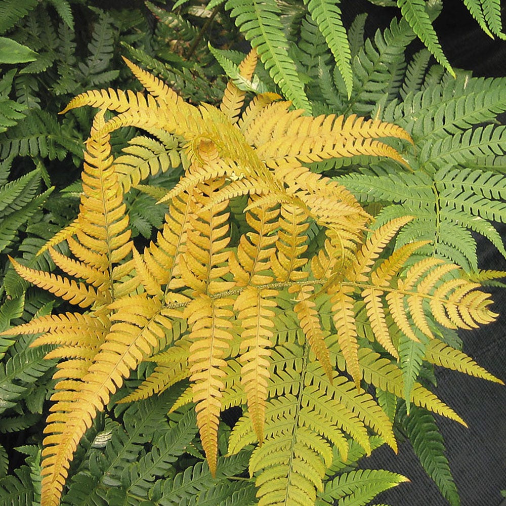Golden Fern Plant - santhi santhi - Medium