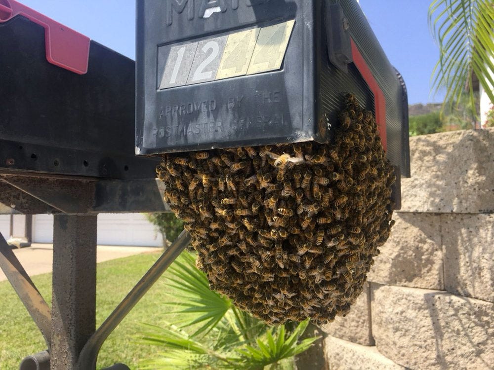 Why You Should Hire a Bee Removal Company | by Honeybee Rescue | Medium
