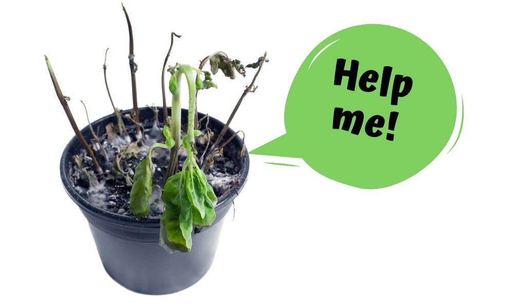 9 Lessons I’ve Learned from Raising My Own Seedlings | by Penny ...