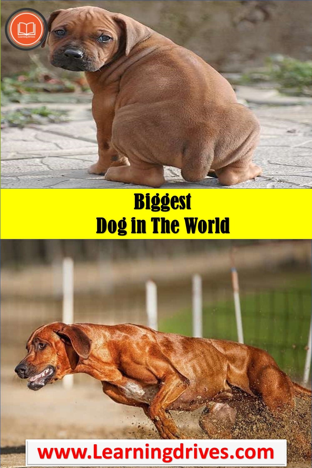Ginormous dogs!. Giant dogs or even extra large breeds… | by Learning ...