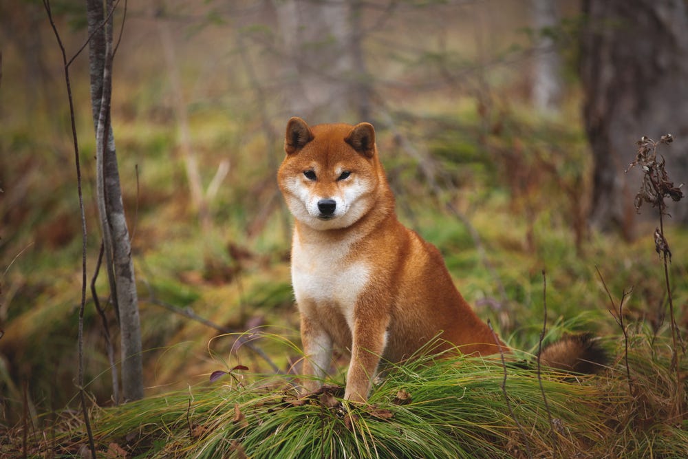 What’s the Story Behind the DOGE Coin & Shiba Inu, the “Dogecoin Killer ...