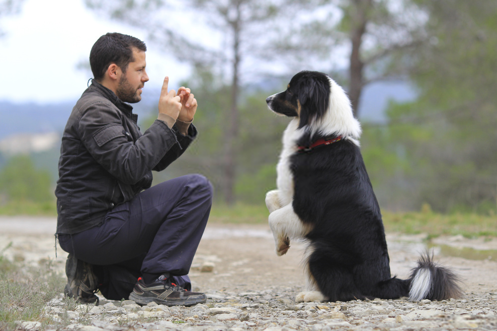 Dog Training With Hand Signals: What You Need To Know? - Love Of A Pet ...