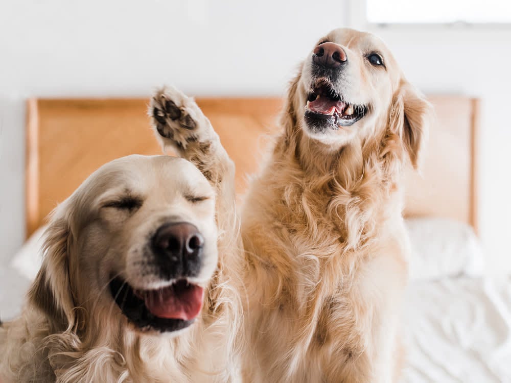 The Top 5 Must-Have Pet Accessories for Every Pet Owner | by Roberto ...