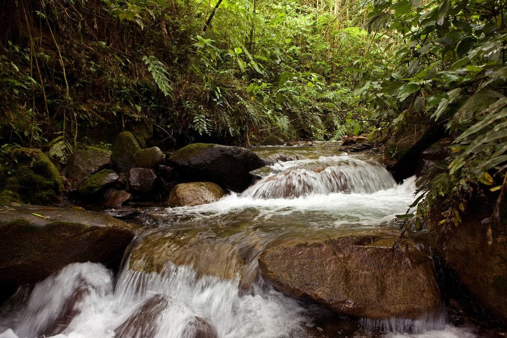 Embrace the Untouched Beauty of Parque Manu: A Nature Lover’s Paradise ...