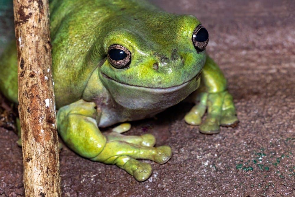 The frog in the rain. Fiction poem | by A Shayens Abran | Medium The ...