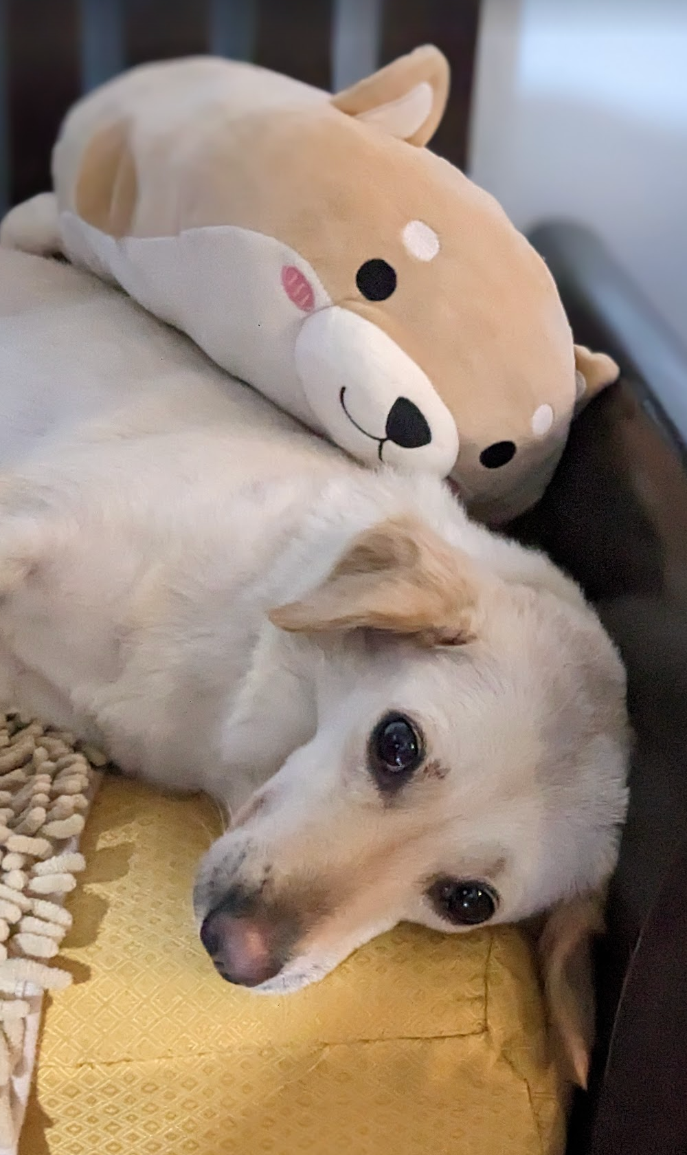 Forcing the tvOS Focus Engine in Swift Part 2 | by CL | Medium