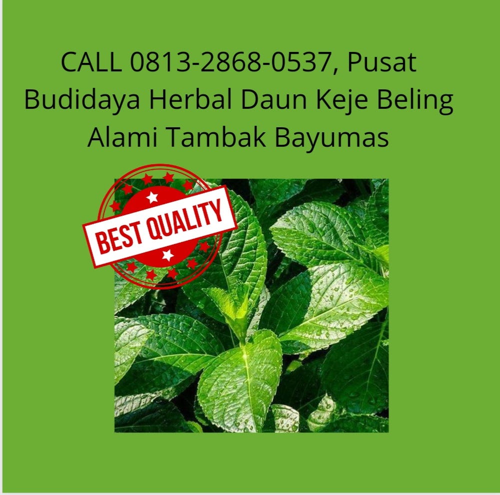 Medun 4 Pusat Budidaya Herbal Daun Keje Beling Alami Tambak Bayumas ...