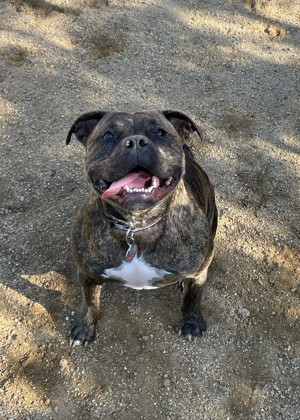 My Dog Explains: The Four Pillars ofAgile Development | by Brian Dudey ...