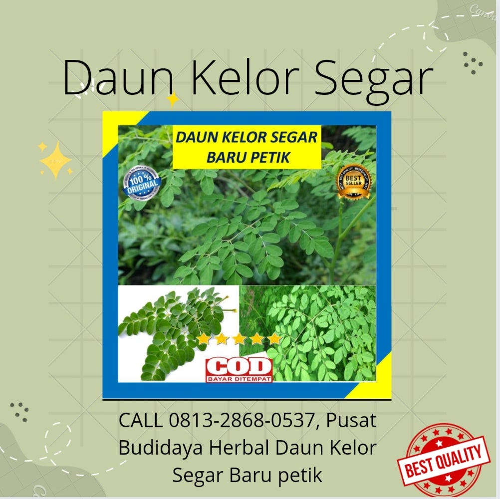 Daun 1 Pusat Budidaya Herbal Daun Kelor Segar Baru Petik HIGENIS ...