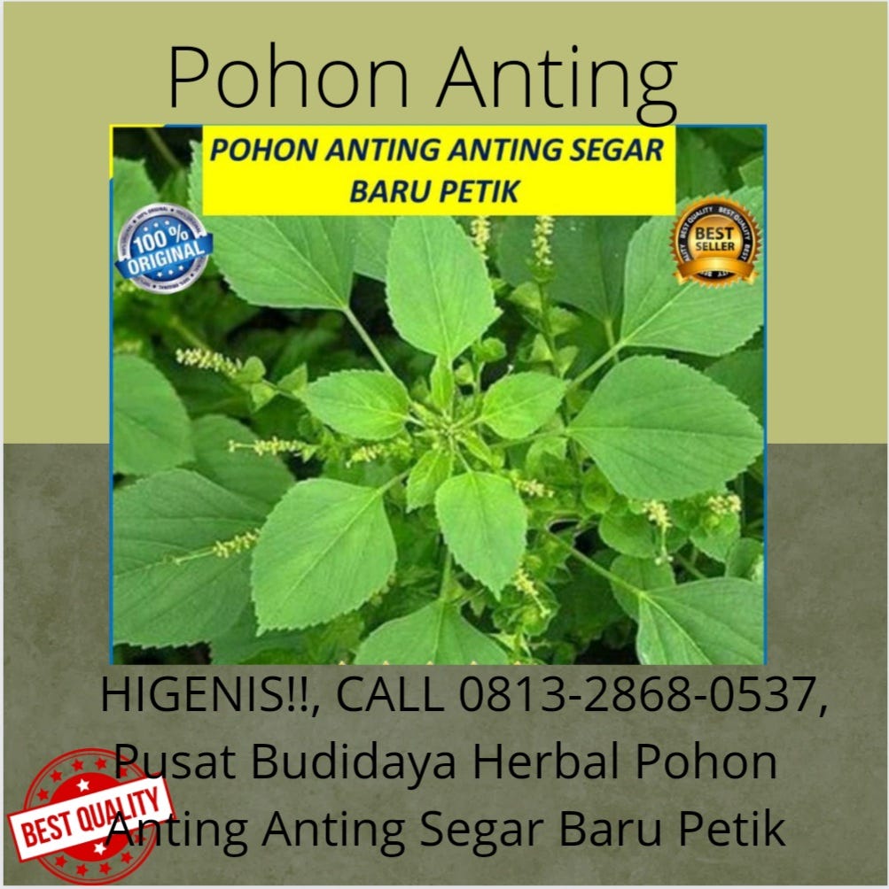 Daun 2. Pusat Budidaya Herbal Pohon Anting… | by Produsen Rak bunga cikarang barat | Medium